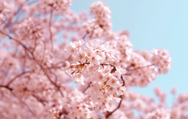 DU XUÂN NHẬT BẢN MÙNG 4 TẾT THƯỞNG THỨC SHOW GEISHA | SONGHANTOURIST